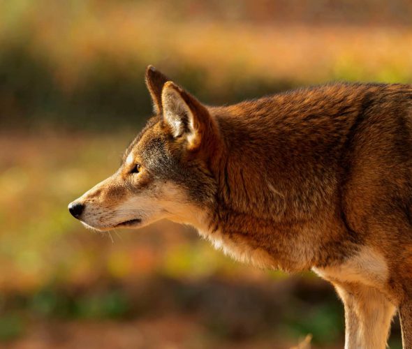 Canis | DierenWiki | Roofdieren | Hondachtigen | Canis
