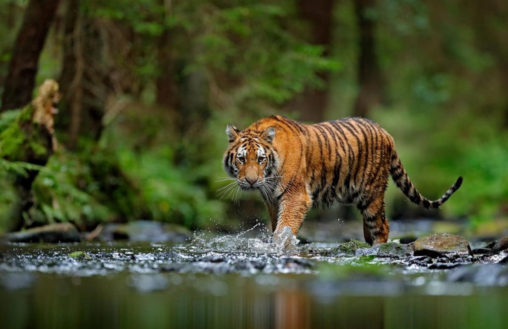 Tijger | DierenWiki | Roofdieren | Katachtigen | Tijger