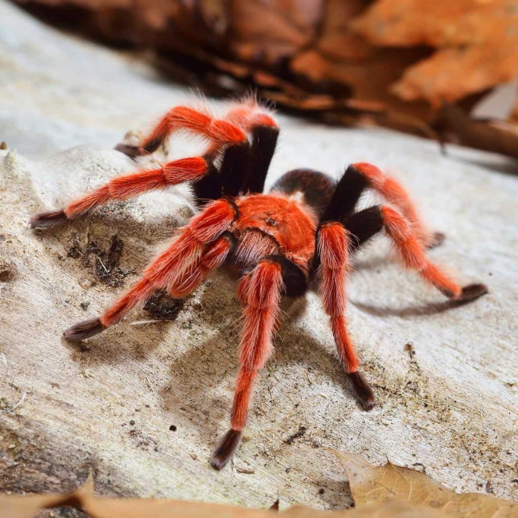 Geleedpotigen | DierenWiki | Alle info over > Geleedpotigen