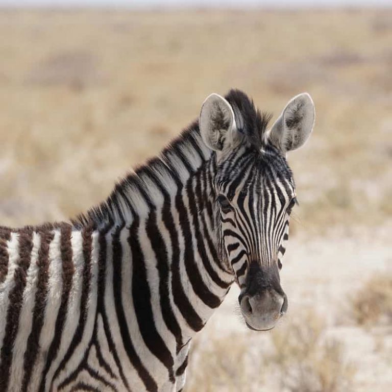 Zebra | DierenWiki | Zoogdieren > Onevenhoevigen > Zebra