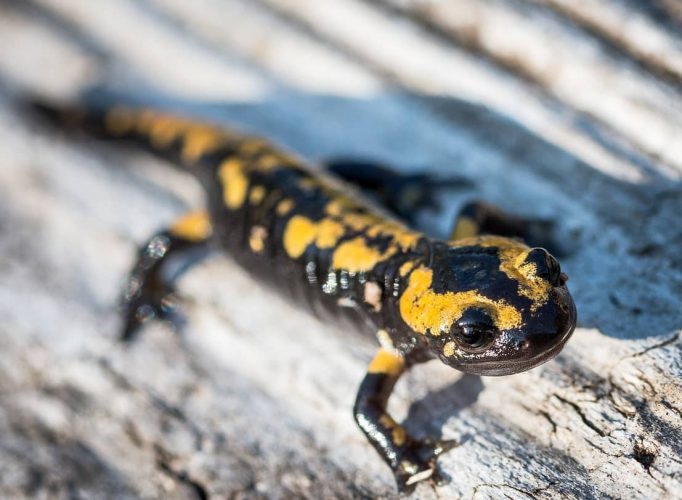 Amfibieën (Amphibia) | DierenWiki | Amfibieen