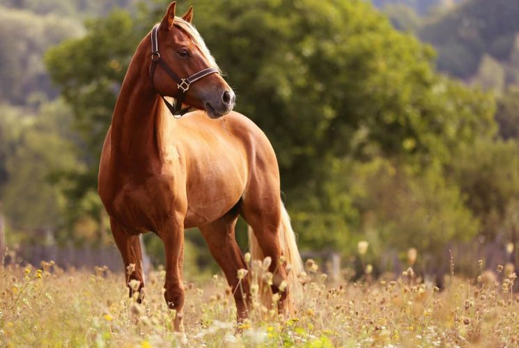 Paard | DierenWiki | (Equus ferus caballus) Paarden