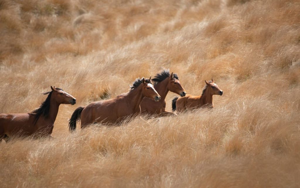 Paard | DierenWiki | (Equus ferus caballus) Paarden