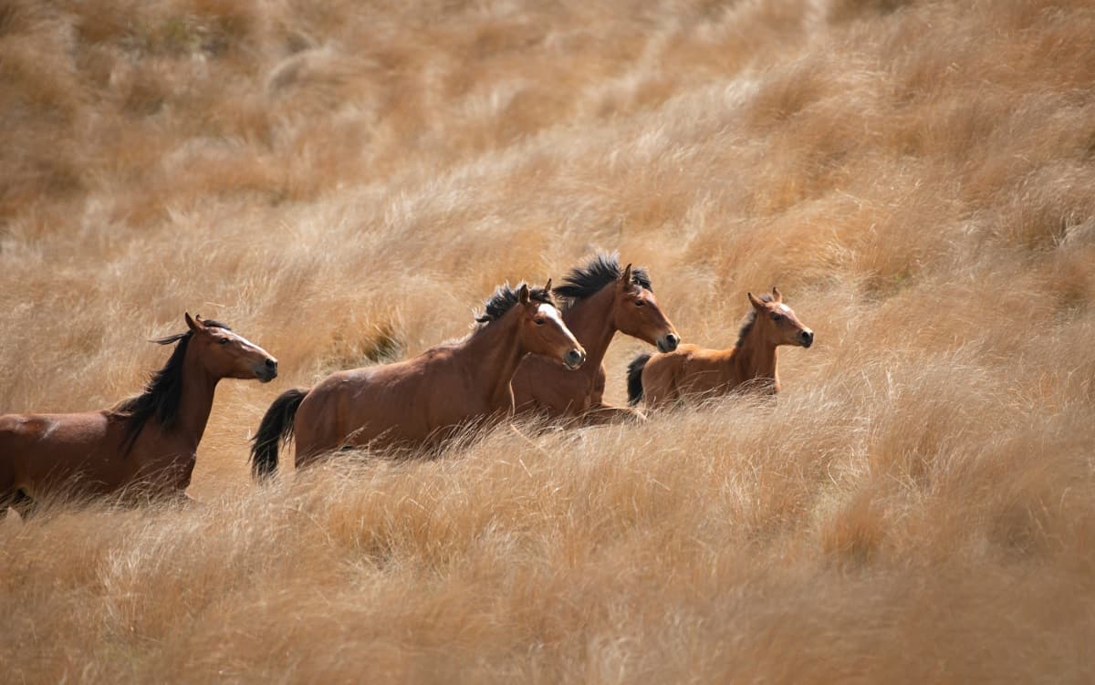 Paard | DierenWiki | (Equus ferus caballus) Paarden