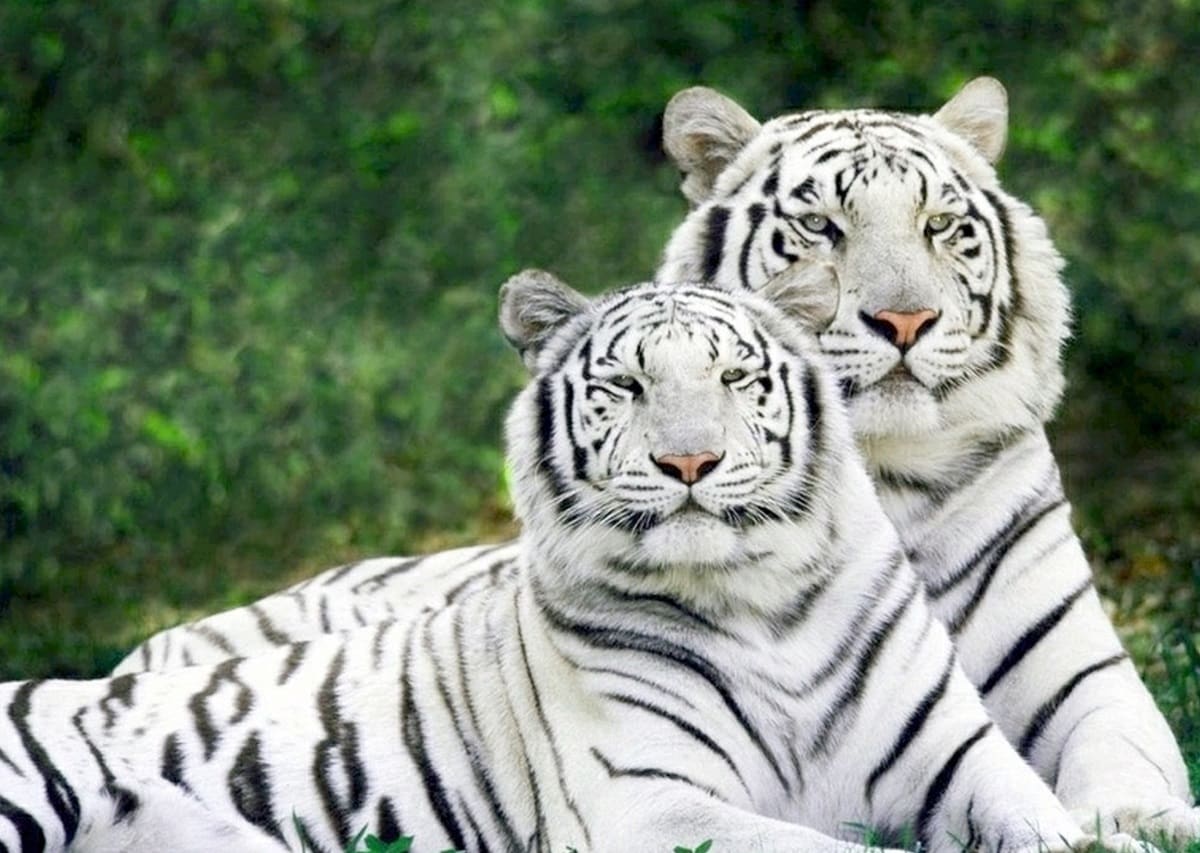 Tijger | DierenWiki | Roofdieren | Katachtigen | Tijger