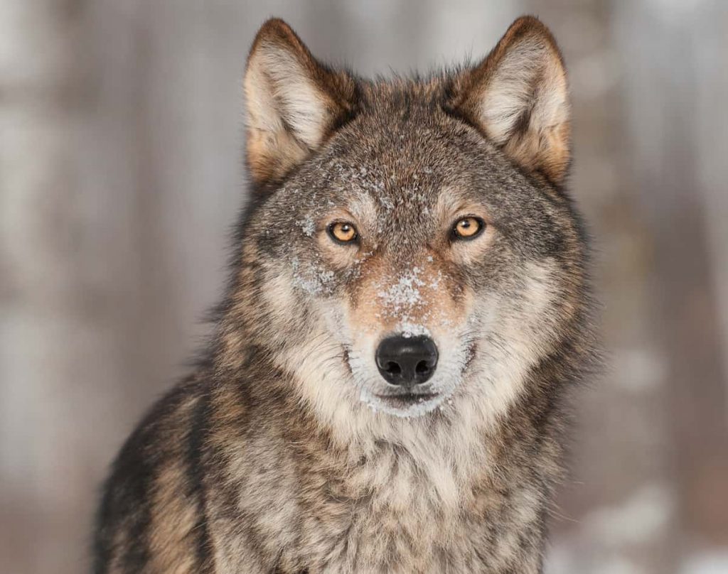 Canis | DierenWiki | Roofdieren | Hondachtigen | Canis