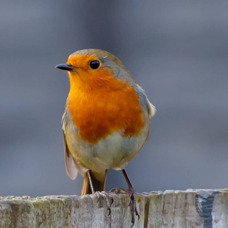 Vogels | DierenWiki | Gewervelden | Soorten > Vogels