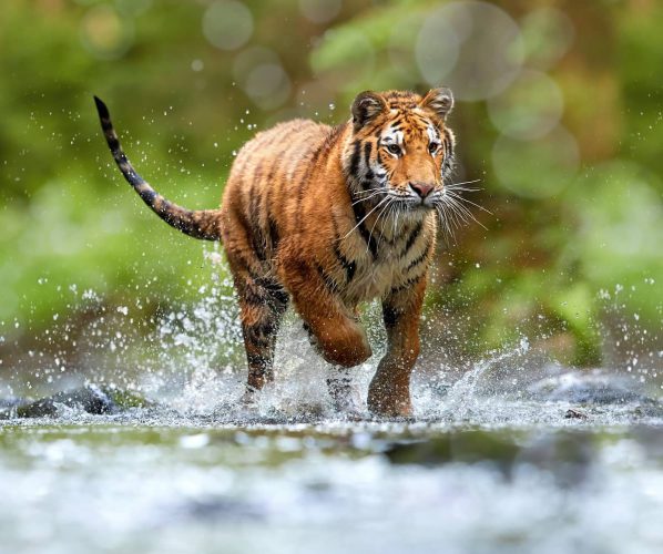 Tijger | DierenWiki | Roofdieren | Katachtigen | Tijger