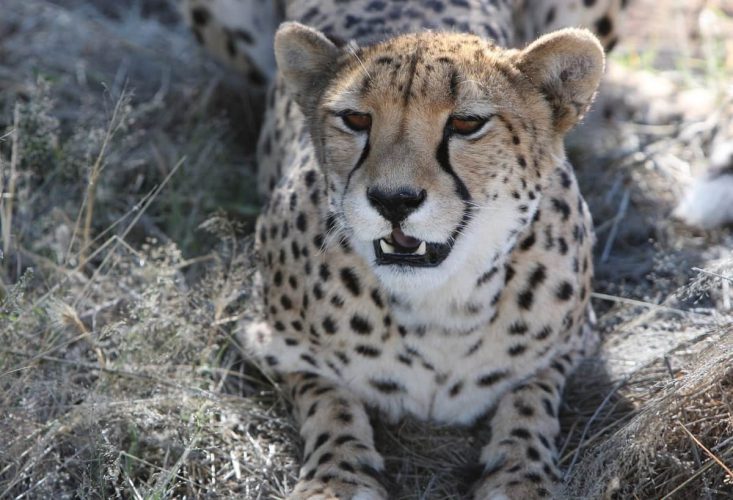 Katachtigen | DierenWiki | Roofdieren | Katachtigen