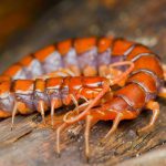 Duizendpoten | DierenWiki | Duizendpoten (Chilopoda)