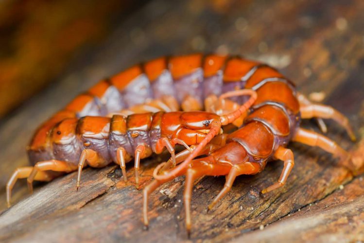 Duizendpoten | DierenWiki | Duizendpoten (Chilopoda)
