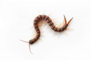 Duizendpoten | DierenWiki | Duizendpoten (Chilopoda)