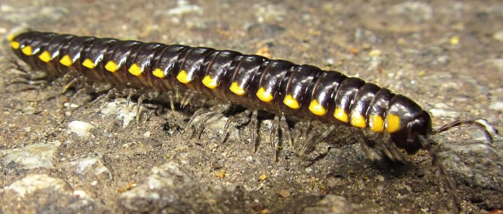 Geleedpotigen | DierenWiki | Geleedpotigen