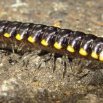 Geleedpotigen | DierenWiki | Geleedpotigen