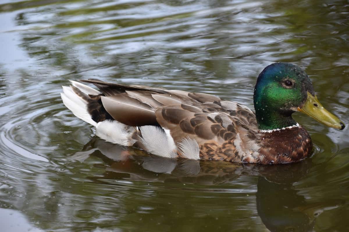 Wilde eend | DierenWiki | Vogels | Wilde eend