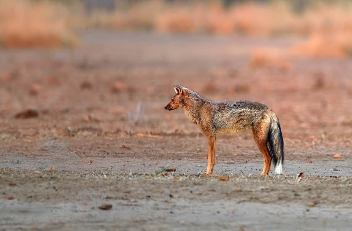 Gestreepte jakhals | DierenWiki | (Canis adustus) Gestreepte jakhals