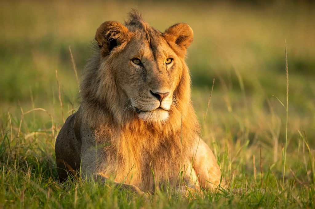 Leeuwen - DierenWiki - Roofdieren - De Leeuwen