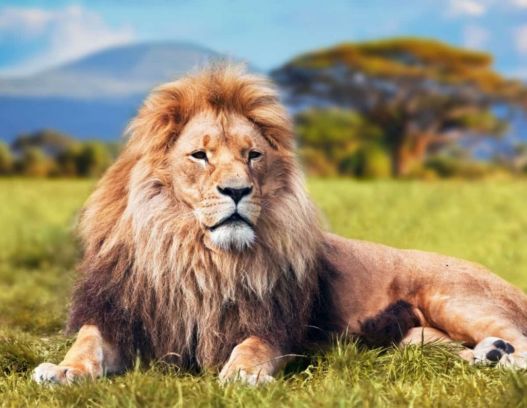 Spreekbeurt Leeuw | DierenWiki - Spreekbeurt Leeuw