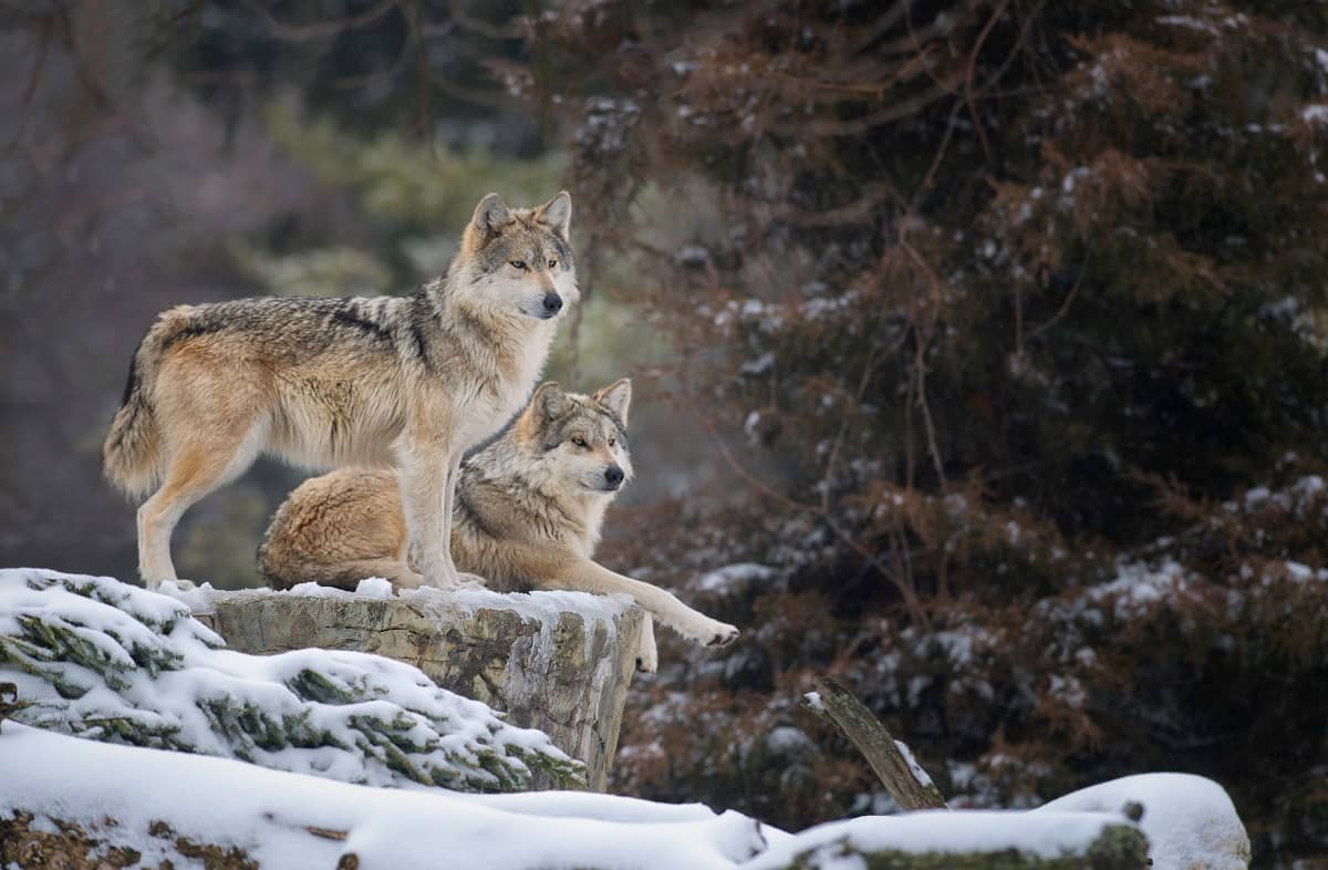 Wolven | DierenWiki | Roofdieren| Hondachtigen | Wolven | Wolf