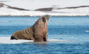 Walrus uitgelegd | DierenWiki | (Odobenidae) Walrus