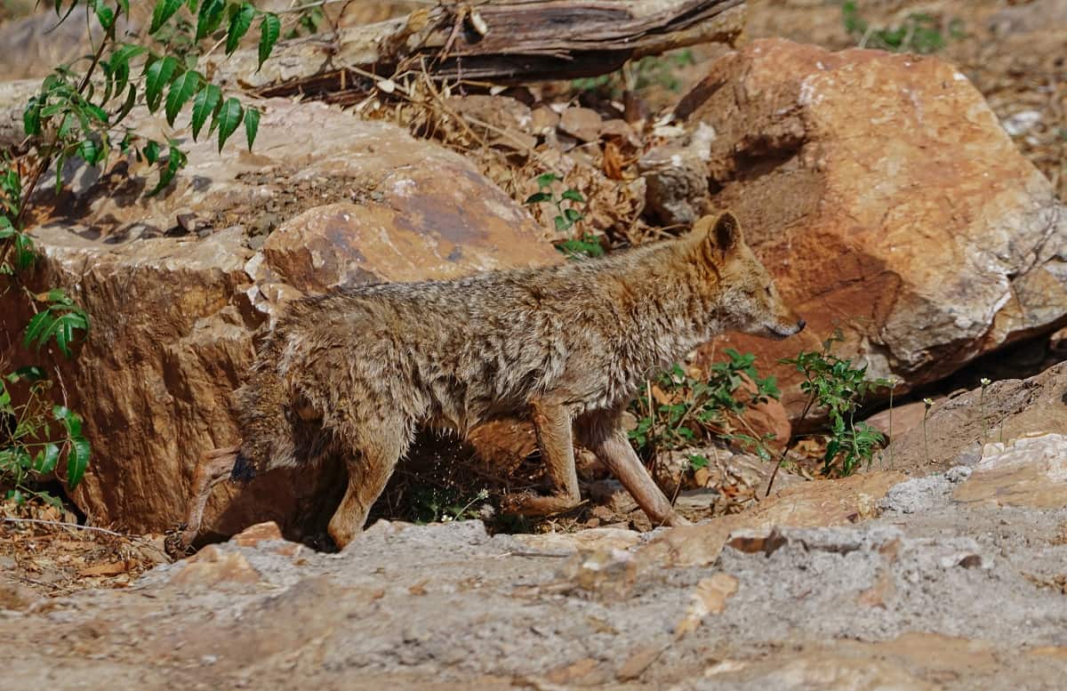 Rode wolf | DierenWiki | Roofdieren | (Canis rufus) Rode wolf