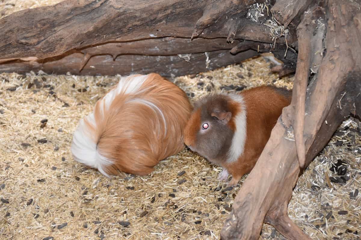 Cavias | DierenWiki - Alles over knaagdieren Cavia's