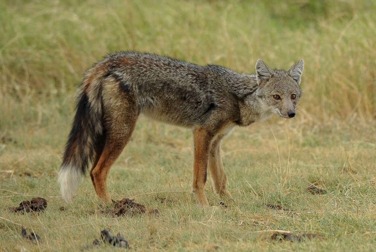 Gestreepte jakhals | DierenWiki | (Canis adustus) Gestreepte jakhals