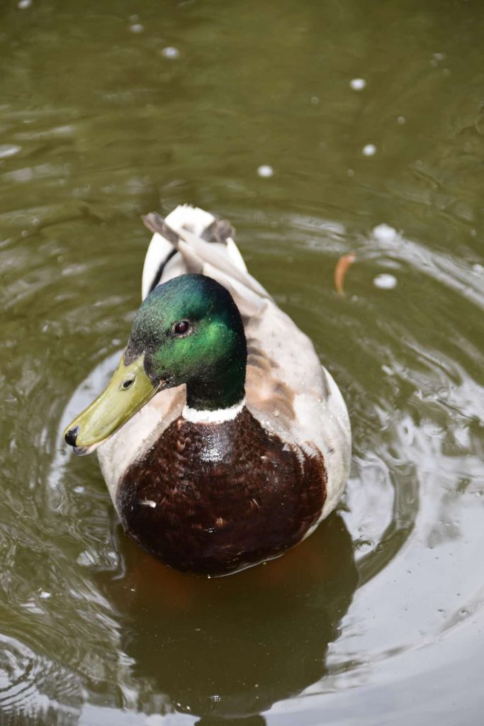 Wilde eend | DierenWiki | Vogels | Wilde eend