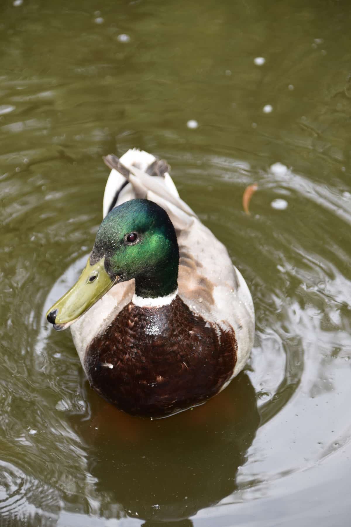 Wilde eend | DierenWiki | Vogels | Wilde eend