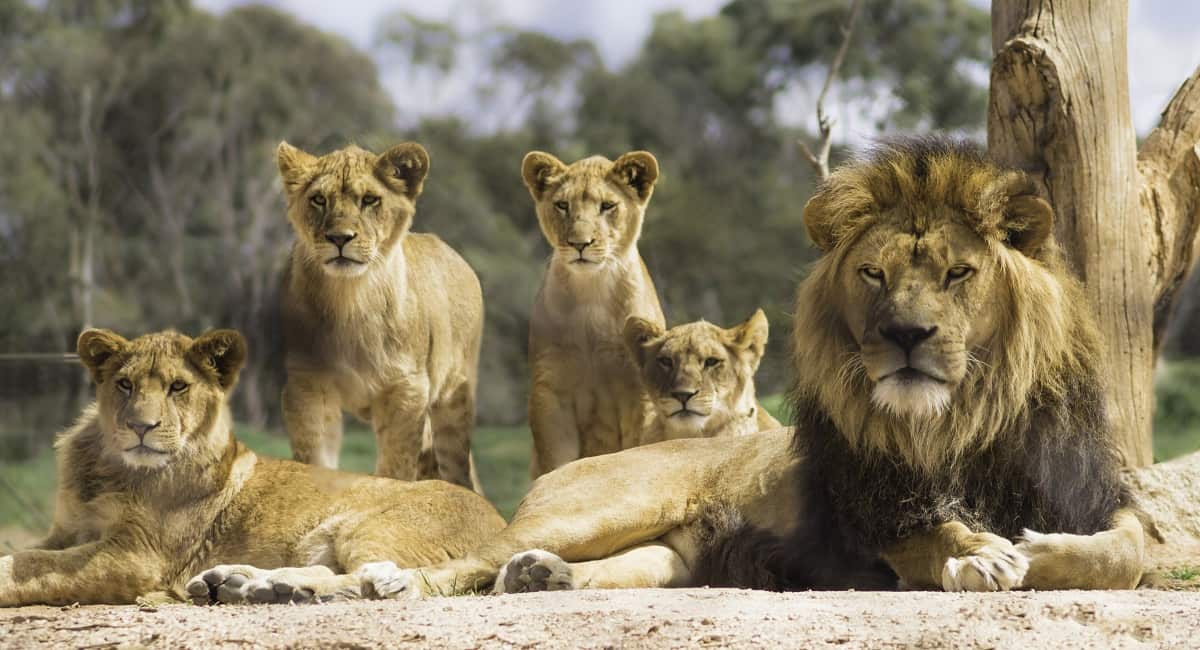 Leeuwen | DierenWiki | Roofdieren - De Leeuwen