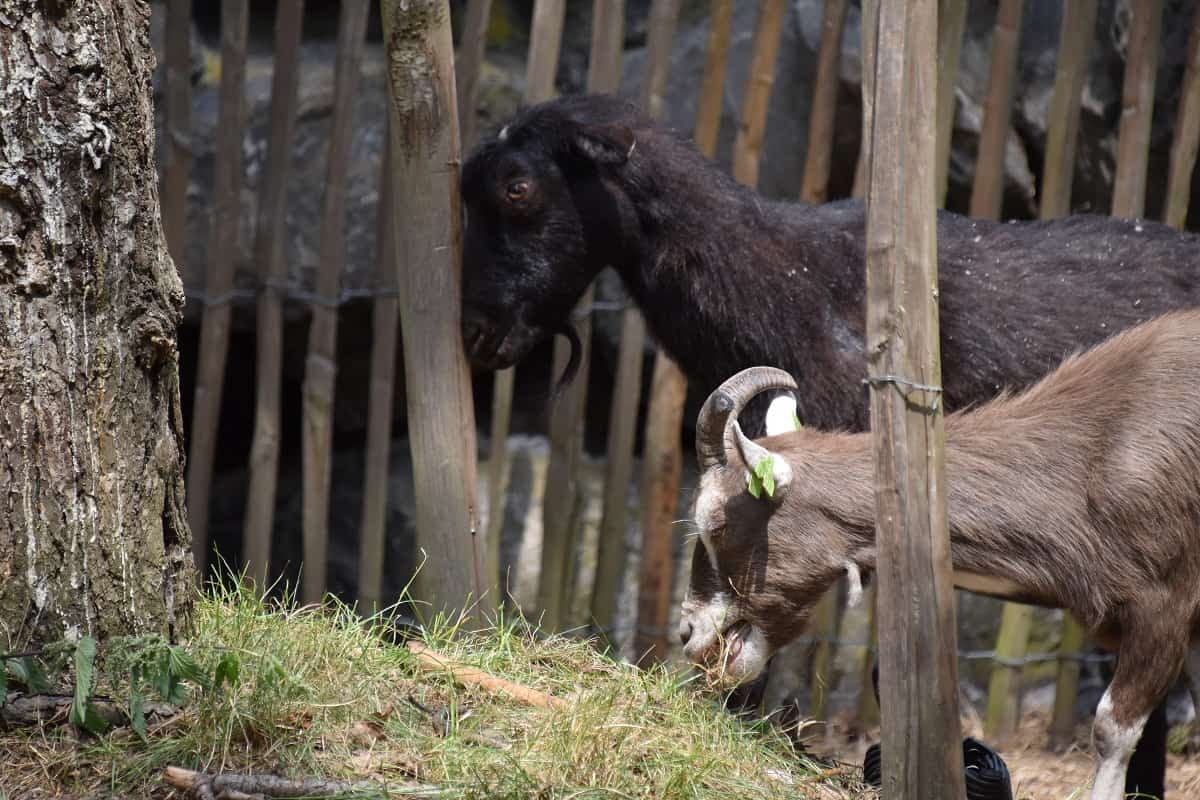 Geiten | DierenWiki | Onevenhoevigen > Holhoornigen > Geiten