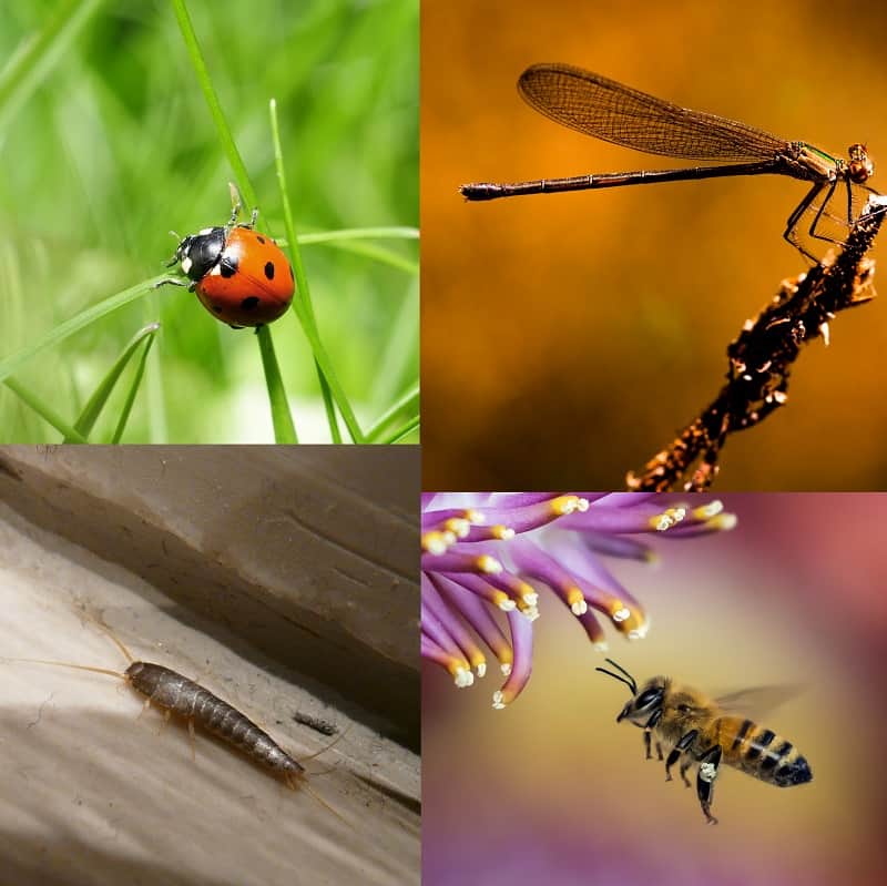 Zespotigen (Hexapoda) | DierenWiki | Zespotigen > insecten