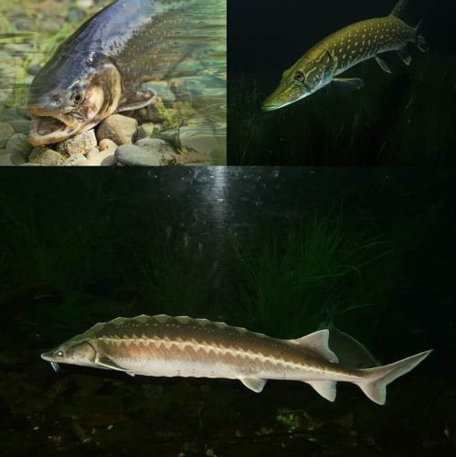 Blobvis | DierenWiki | Blobvis