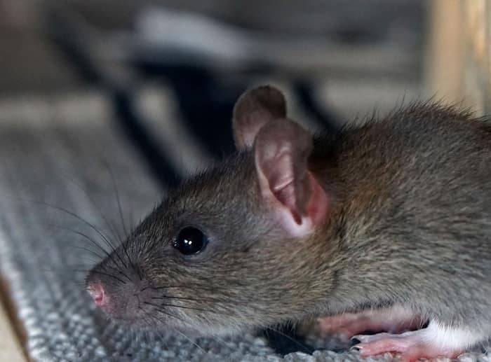 Bruine rat | DierenWiki | Knaagdieren | Bruine rat