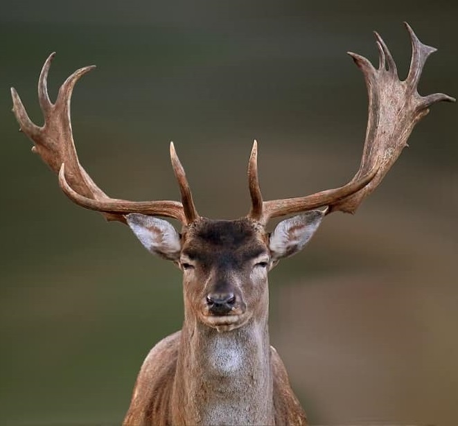 Damhert | DierenWiki | Damhert | Hertachtigen | Damhert