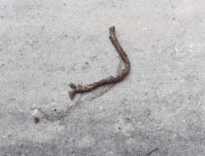 Wormen | DierenWiki | Wormen (ringwormen, pijlwormen)