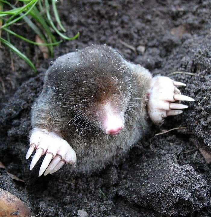 Mollen | DierenWiki | Zoogdier | Mollen