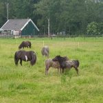 Hoefdieren | DierenWiki | Zoogdieren | Hoefdieren