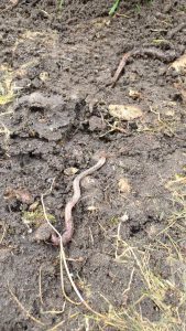 Wormen | DierenWiki | Wormen (ringwormen, pijlwormen)