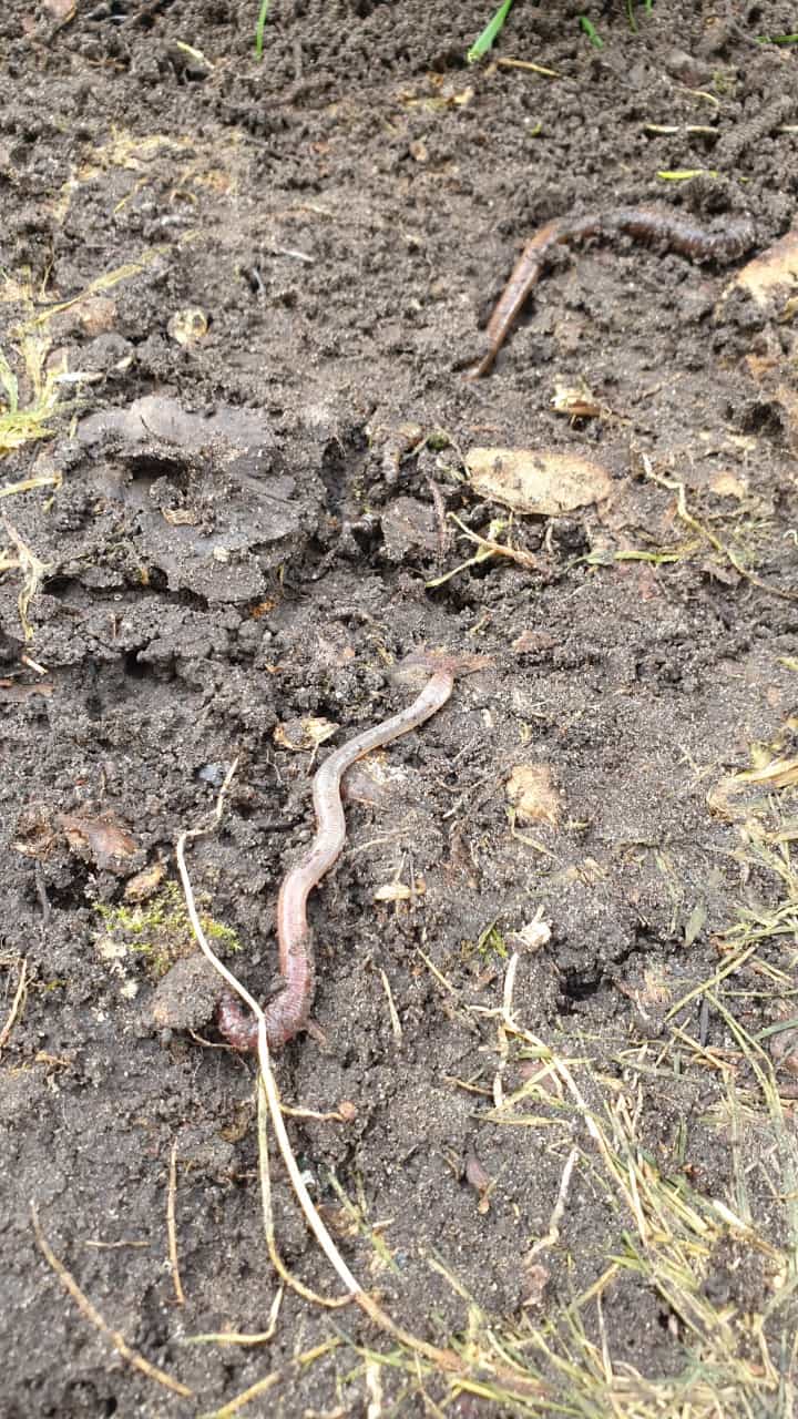 Wormen | DierenWiki | Wormen (ringwormen, pijlwormen)