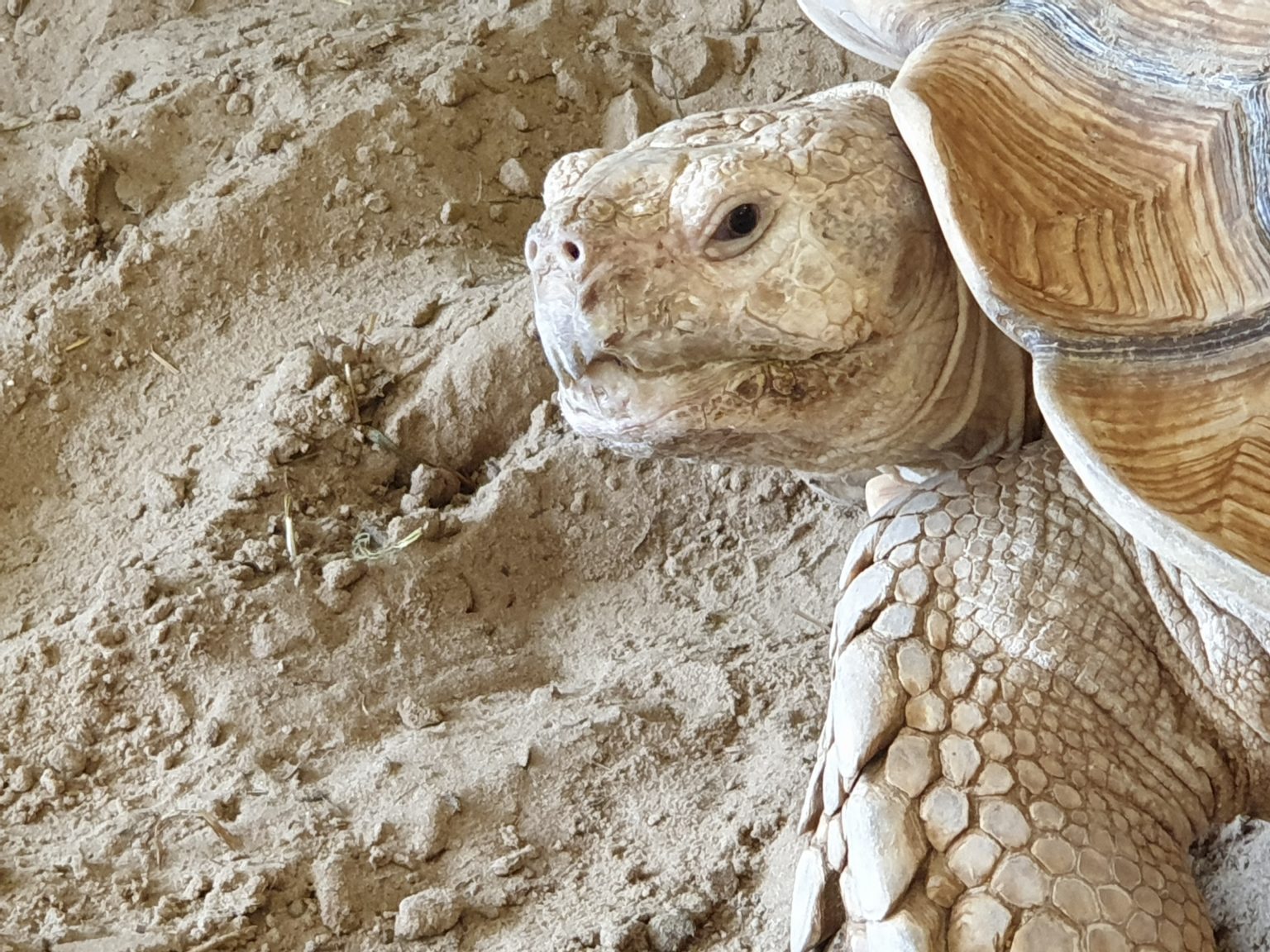 Schildpadden > DierenWiki | Reptielen | Schildpadden