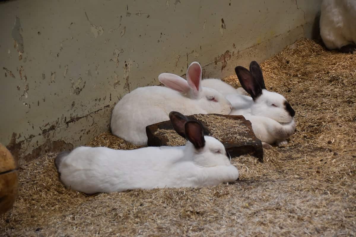 Konijn | DierenWiki - Hazen en konijnen | Het konijn