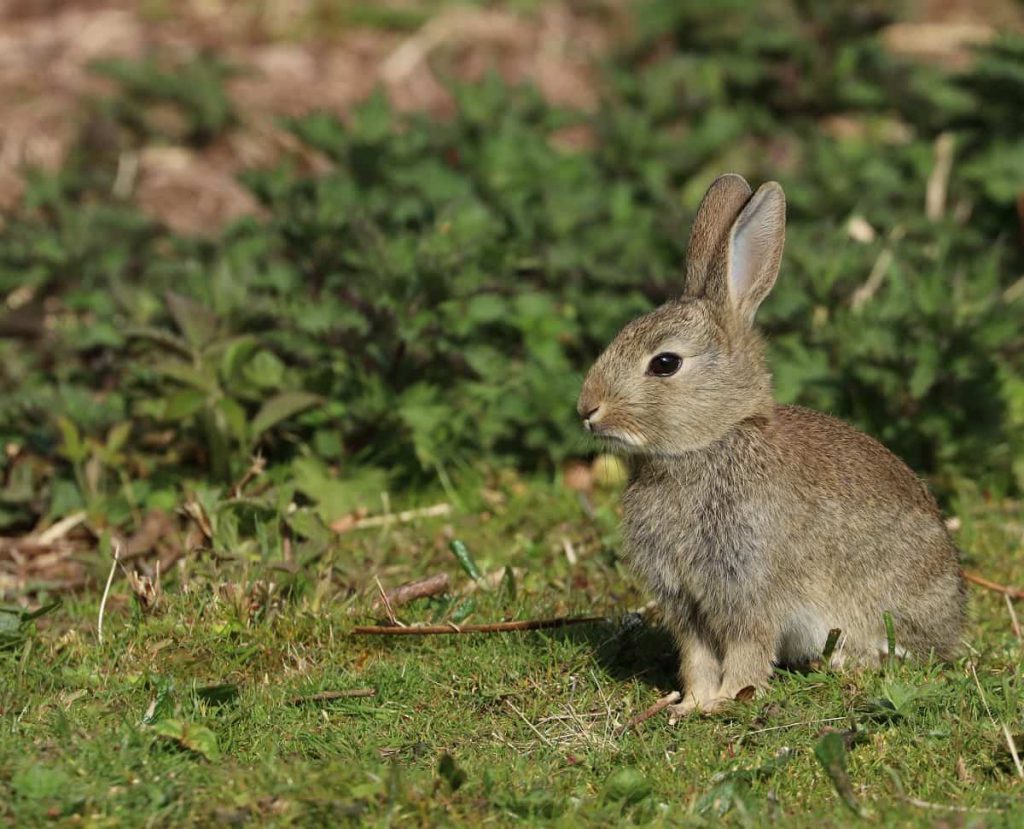 Hazen en konijnen | DierenWiki | Zoogdieren > Hazen en konijnen