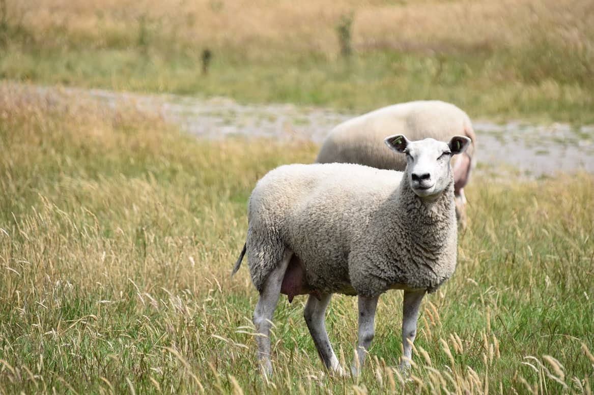 Schapen | DierenWiki | Holhoornigen > Schapen (Ovis orientalis aries)