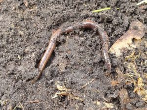 Wormen | DierenWiki | Wormen (ringwormen, pijlwormen)
