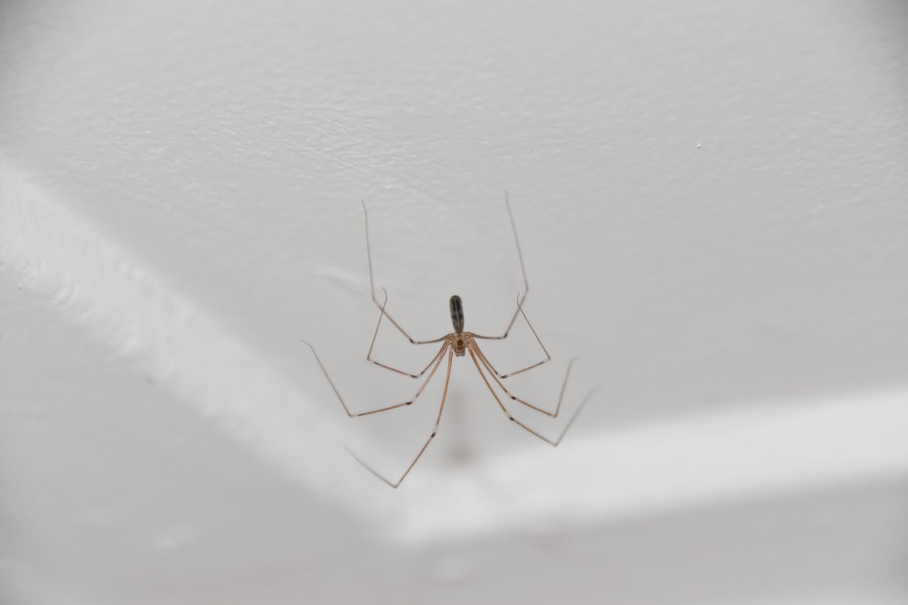 Spinnen | DierenWiki | Geleedpotigen | Spinnen (Araneae)