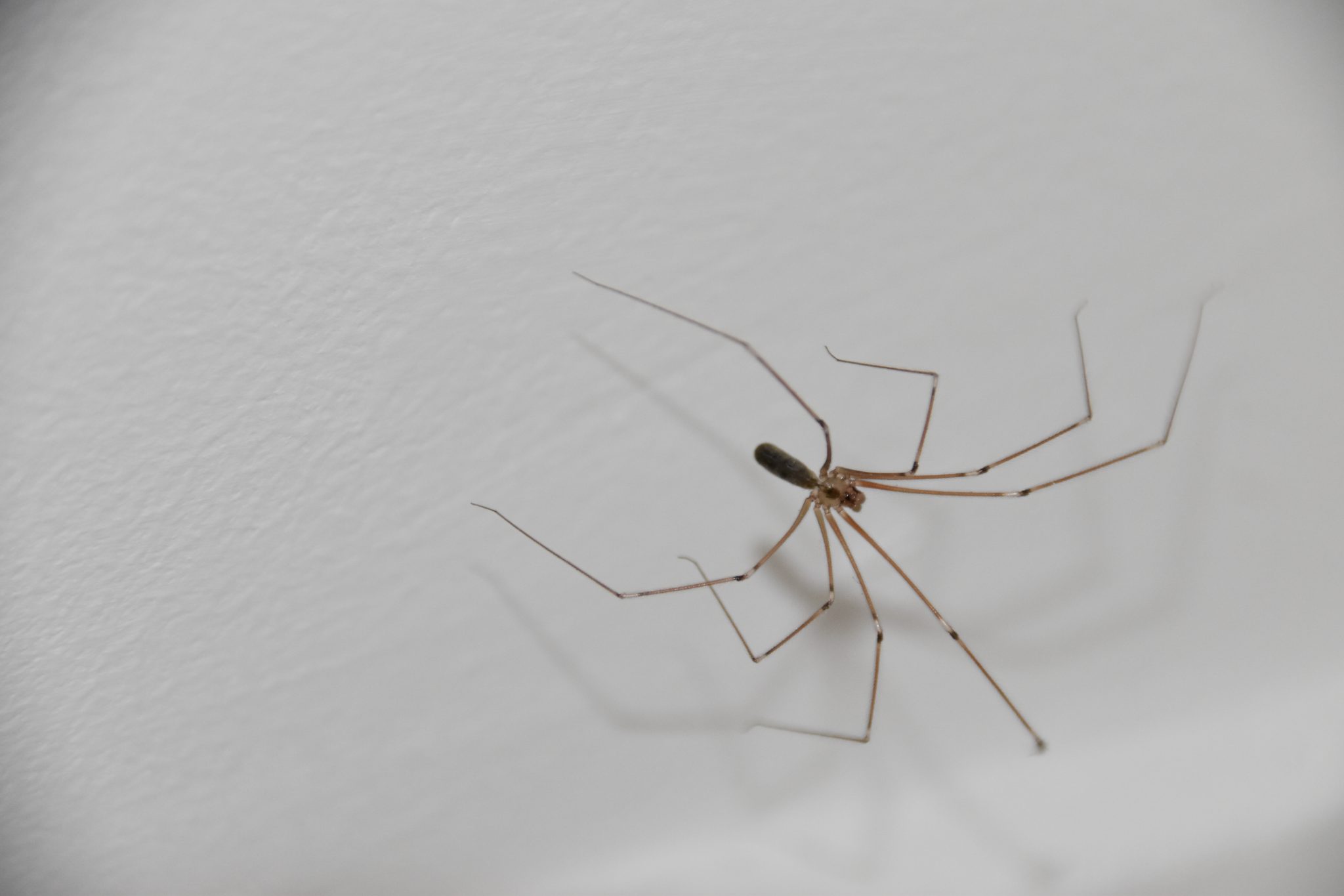 Spinnen | DierenWiki | Geleedpotigen | Spinnen (Araneae)