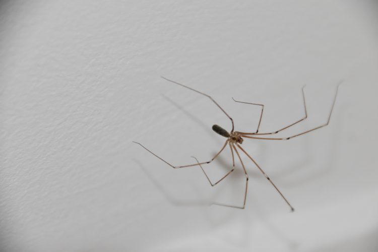 Spinnen | DierenWiki | Geleedpotigen | Spinnen (Araneae)