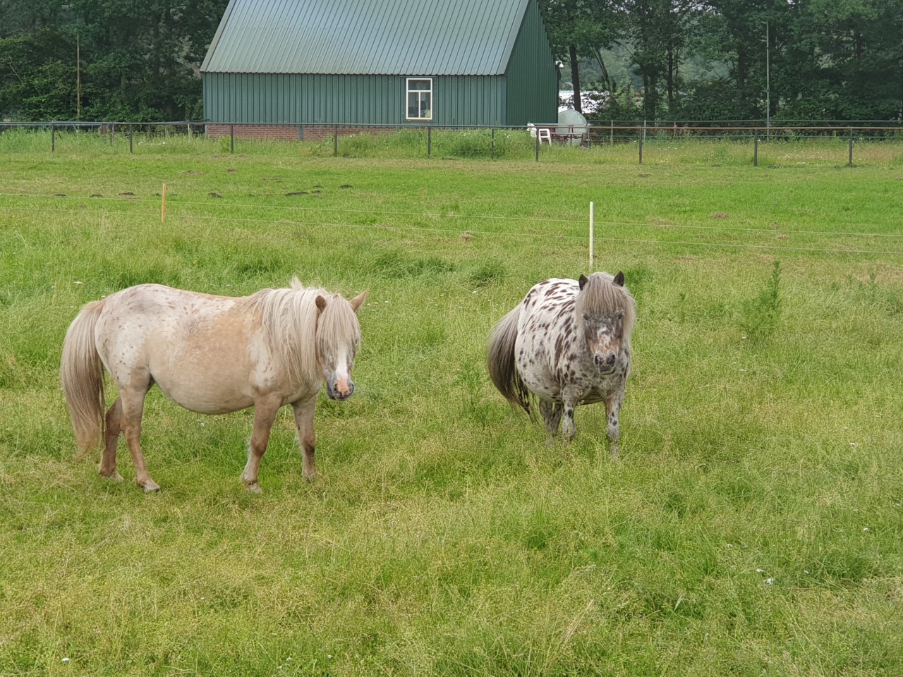 Onevenhoevigen | DierenWiki | Zoogdieren | Onevenhoevigen