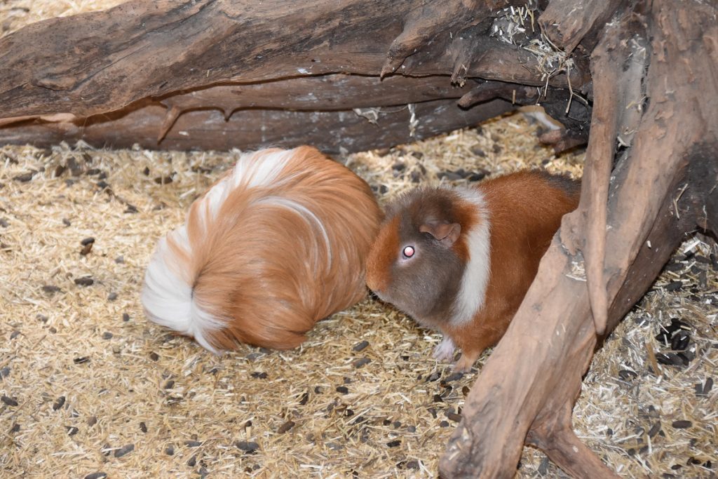 Cavia-achtigen | DierenWiki | Knaagdieren > Cavia-achtigen
